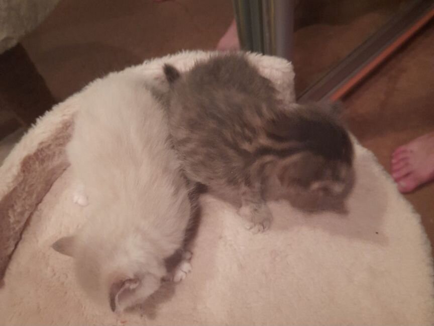 Милые котята