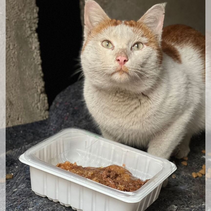 Чудесный рыжик Валера просится домой