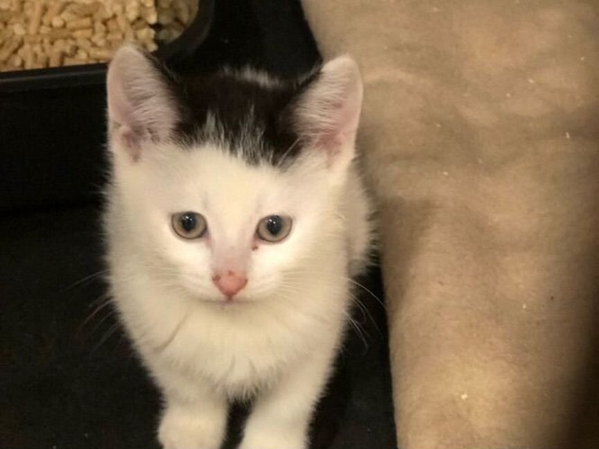 Кошки