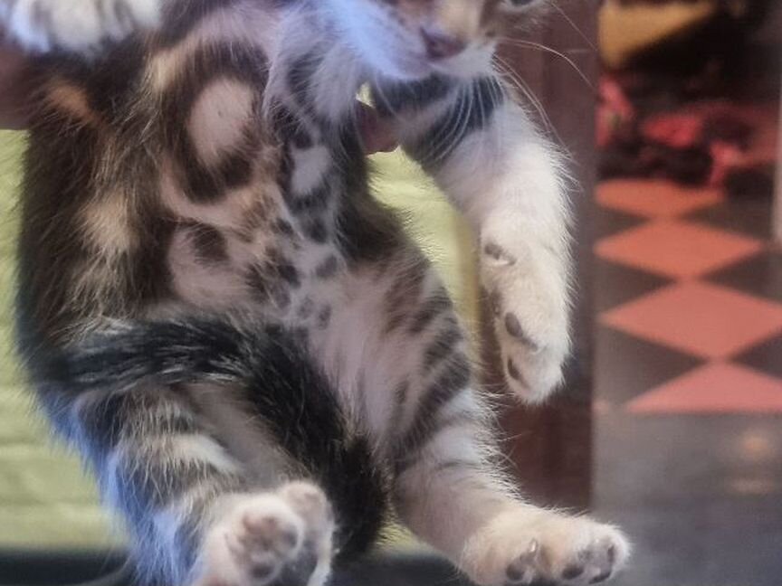 Мраморная кошка