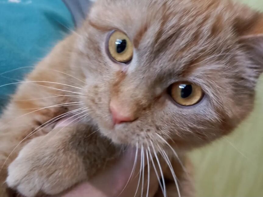 Кошка