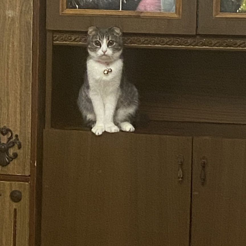 Кошка на вязку шотландка вислоухая