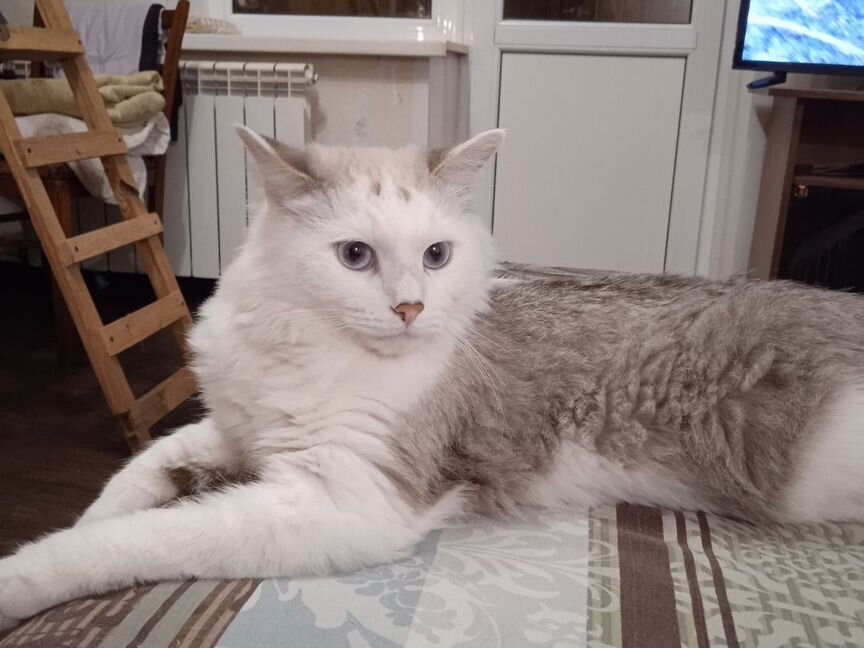 Котик Викентий