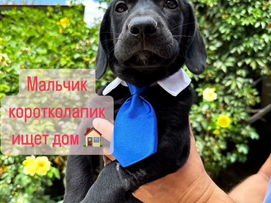 Щенок в добрые руки бесплатно