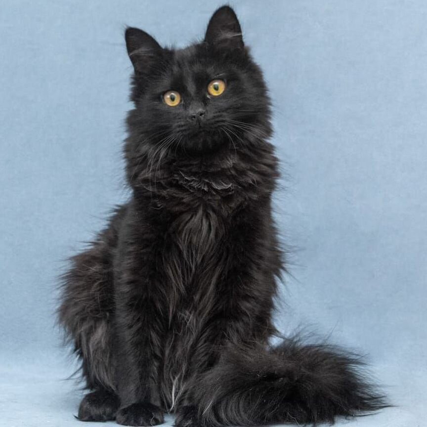 Сибирский, взрослый кот