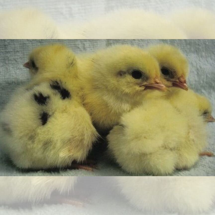 Цыплята Леггорн несушки