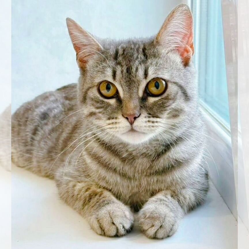Роскошный юный котик Ричард, метис шотландца