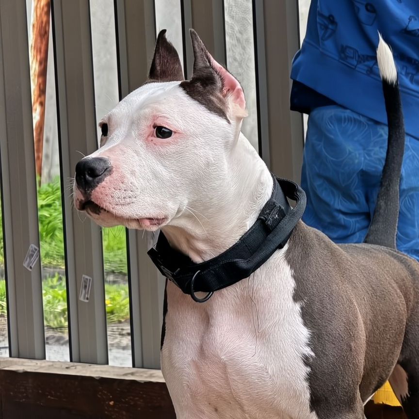 Американский стаффордширский терьер, щенок