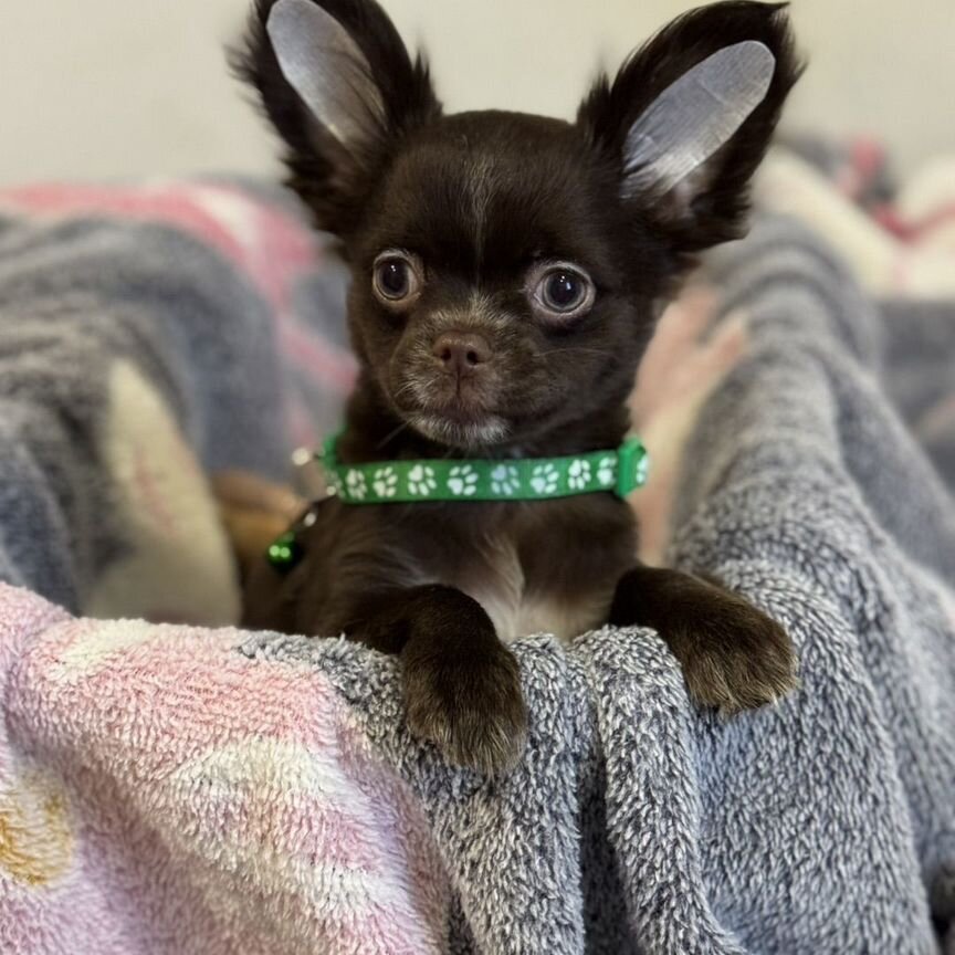 Чихуахуа, щенок