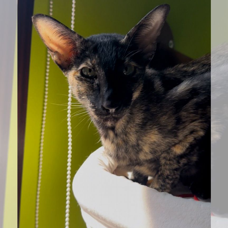 Ориентальная кошка