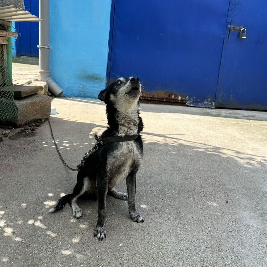 Собаки в дар