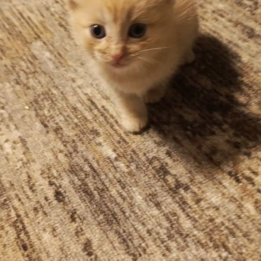 Котенок