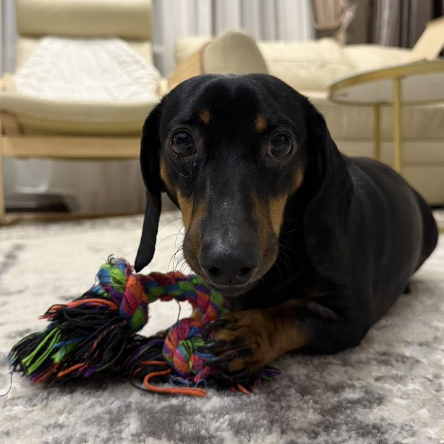 Карликовая такса, взрослый пёс