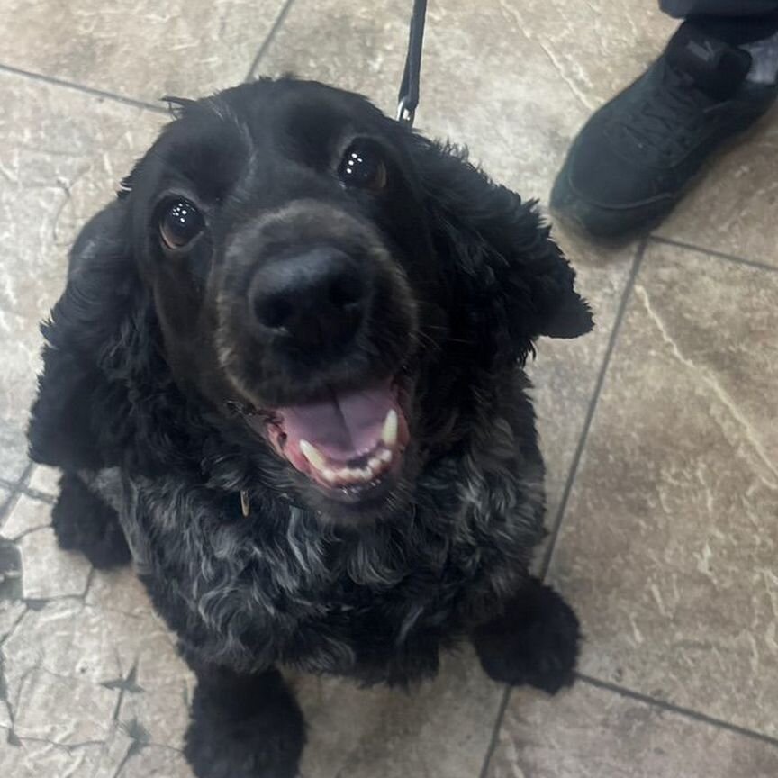 Русский охотничий спаниель, взрослая собака