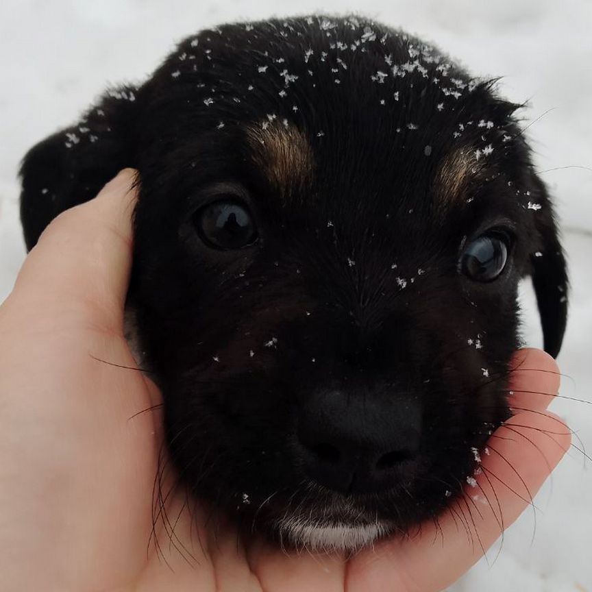 Немецкая овчарка, щенок