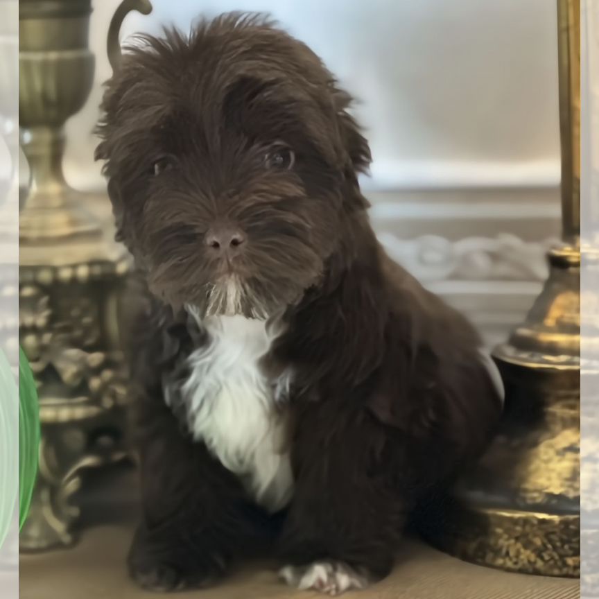 Йоркширский терьер, щенок