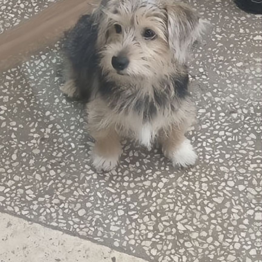 Щенок в добрые руки