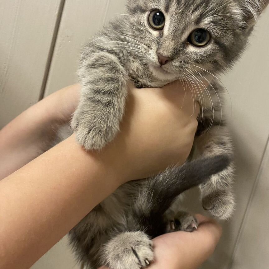 Домашние котята 2 мес