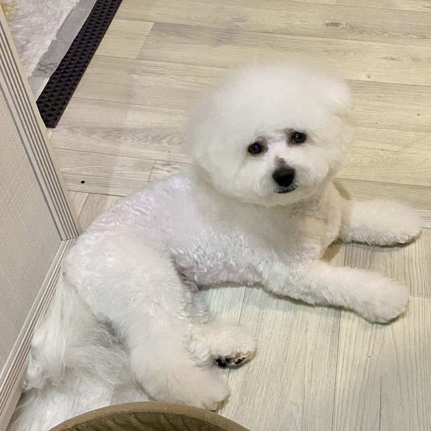 Бишон фризе, взрослый пёс