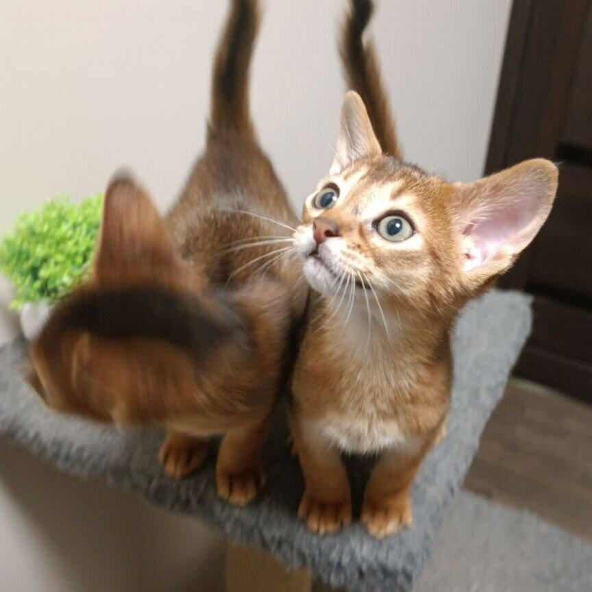 Абиссинские котята