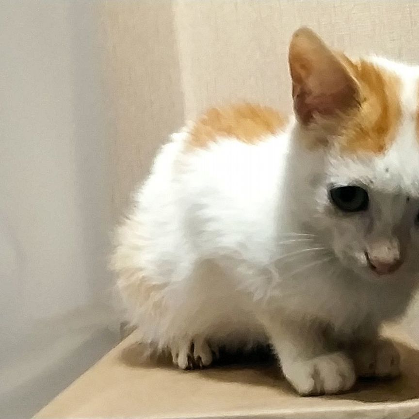 Очаровательный котенок ищет дом
