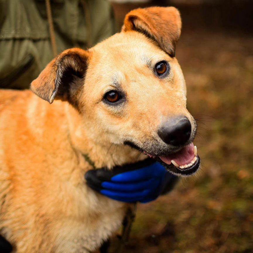 Взрослая собака в добрые руки