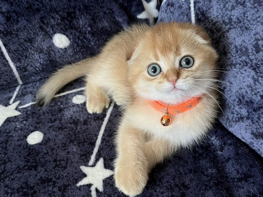Котята золотая шиншилла
