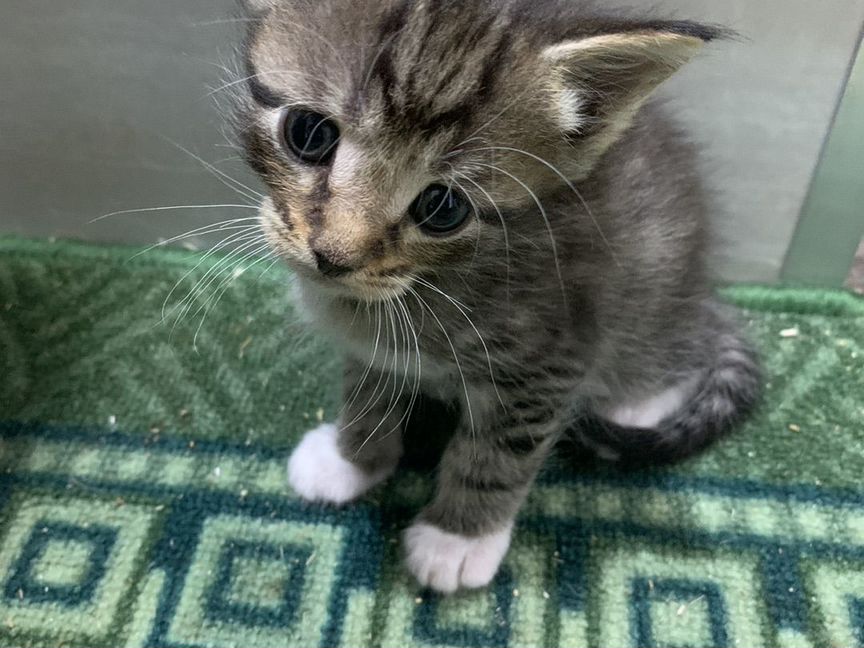 Котята майкунята