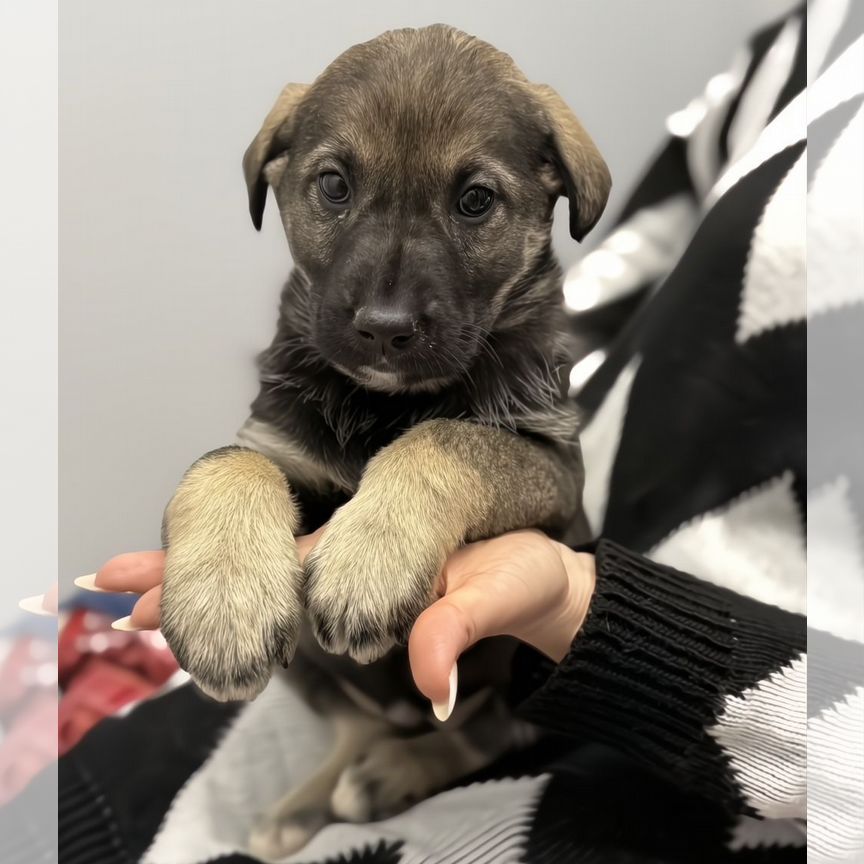 Щенок в добрые руки