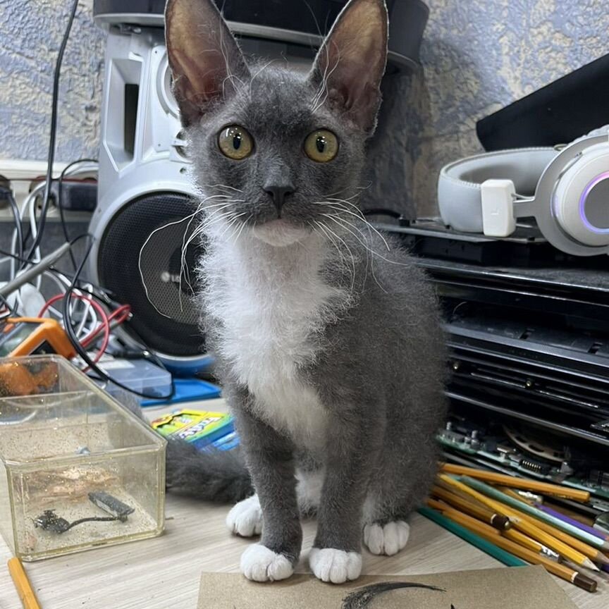 Донской сфинкс котёнок