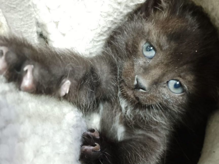 Котенок мальчик