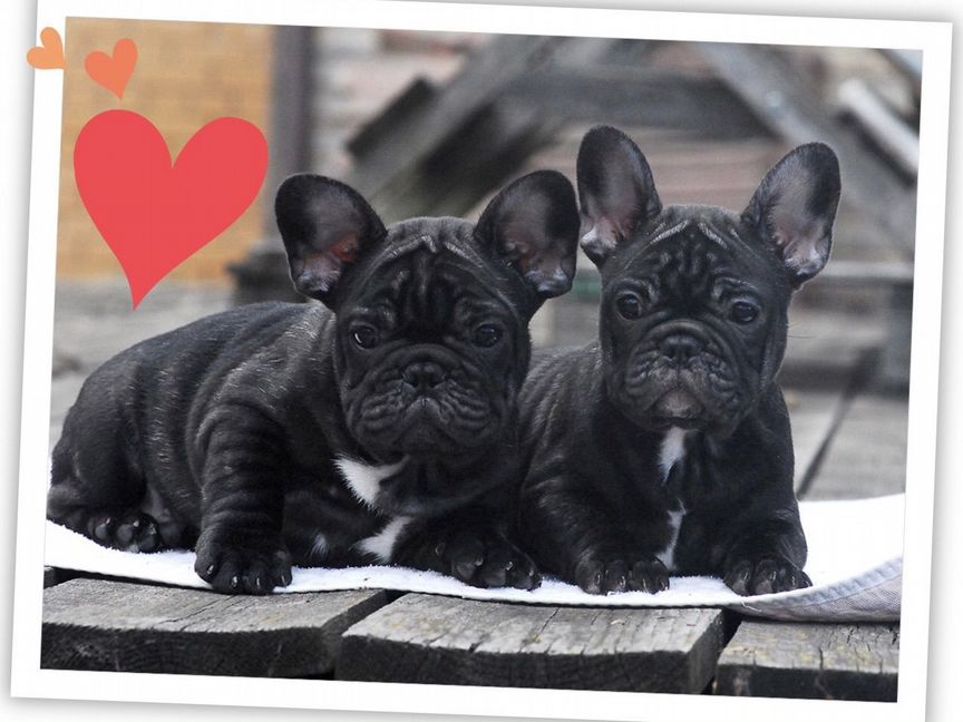 Щенки французского бульдога, мальчик и девочка