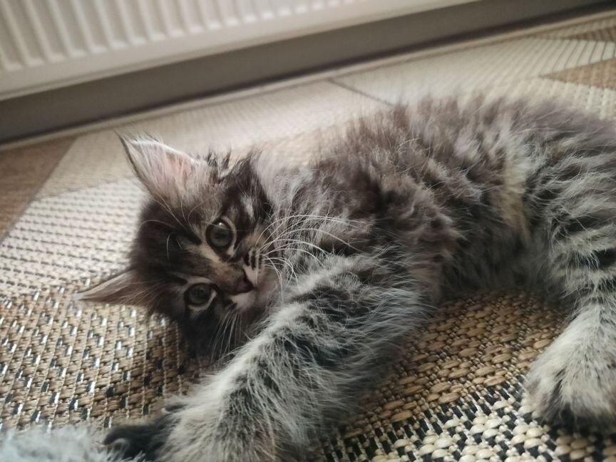 Кошка