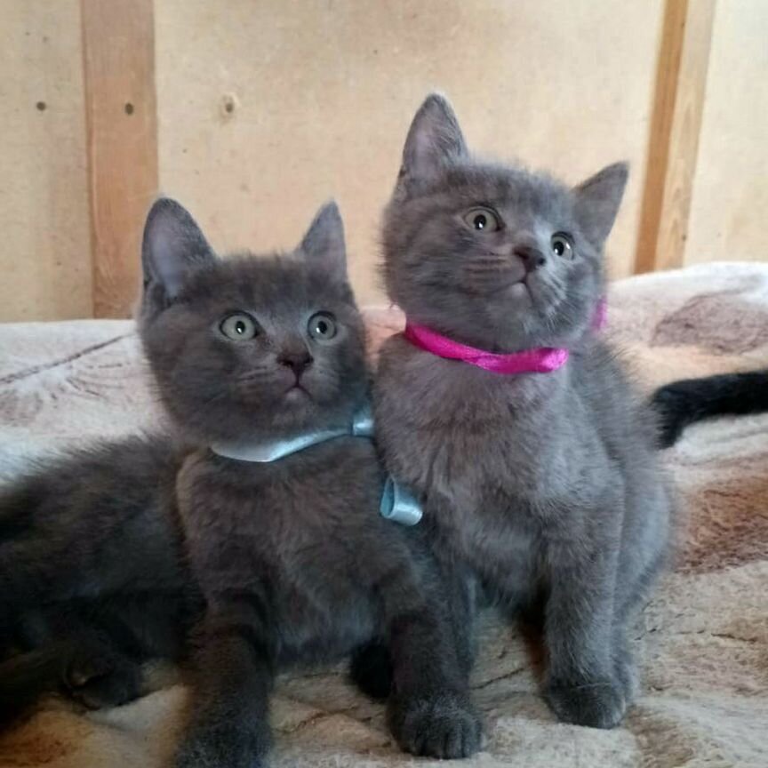 Лосковый котёнок в добрые руки
