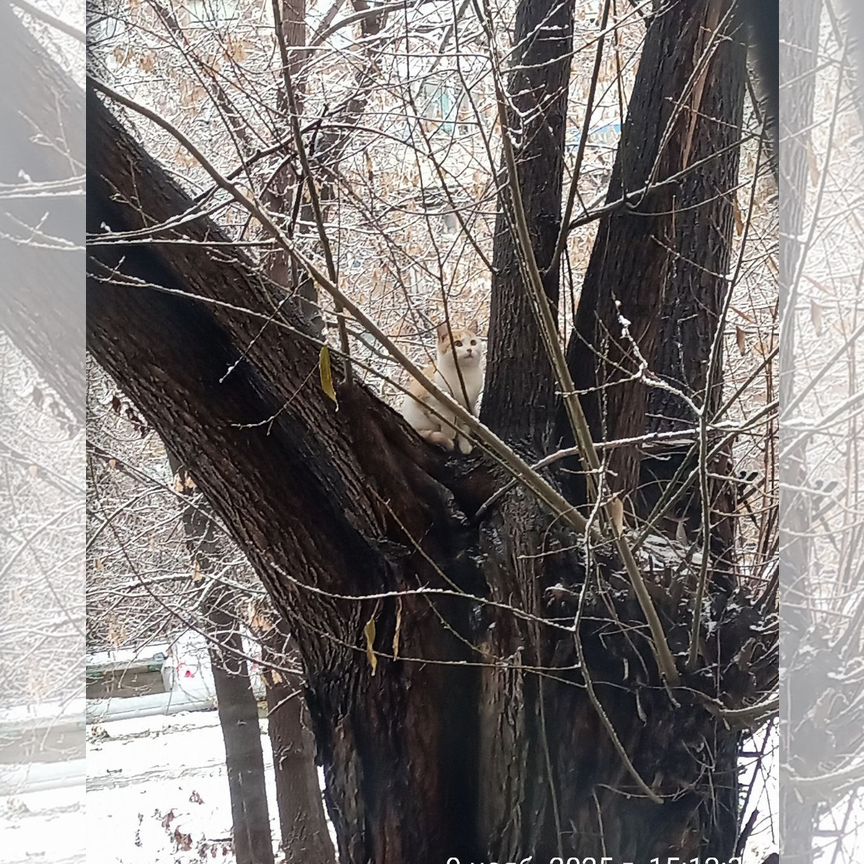 Взрослый кот в добрые руки