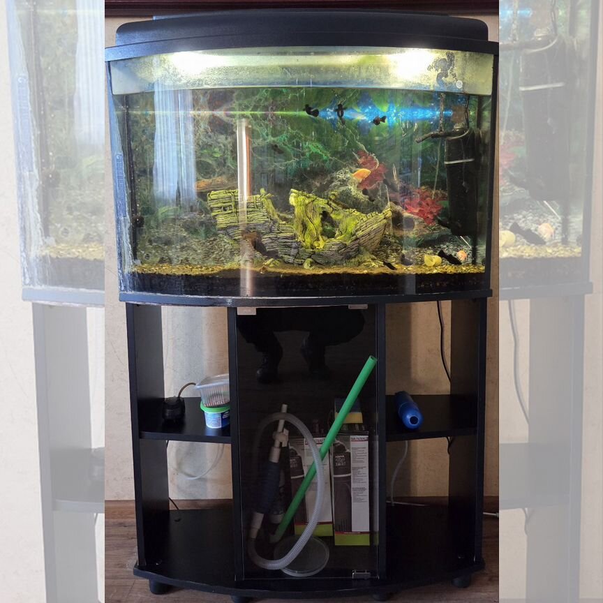 Аквариумные рыбки