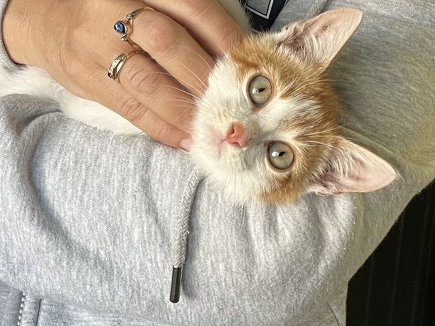 Ласкунчик котенок