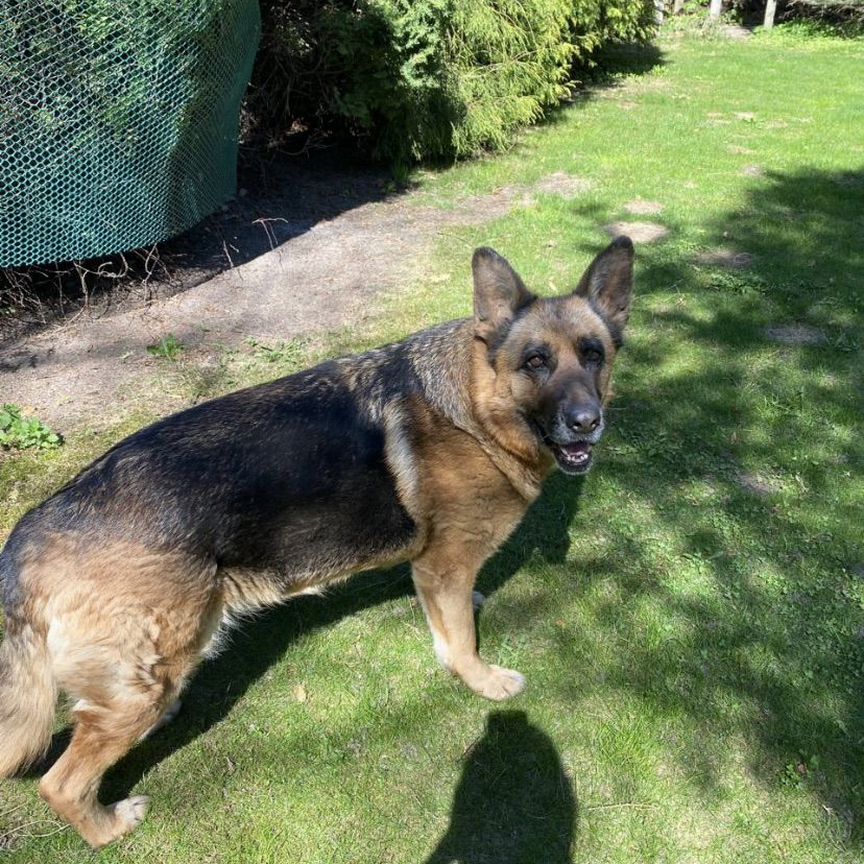 Собака немецкая овчарка