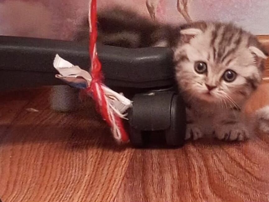 Котёнок 6 месяцев