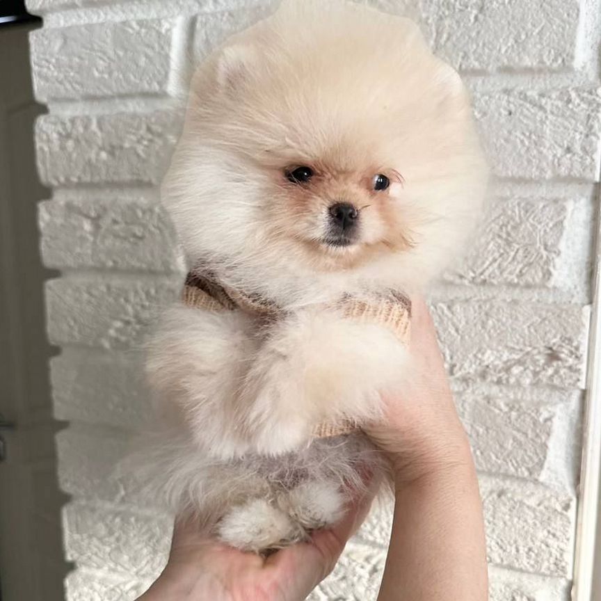 Померанский шпиц, щенок