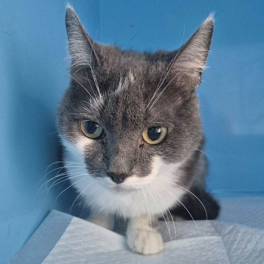 Взрослый кот в добрые руки