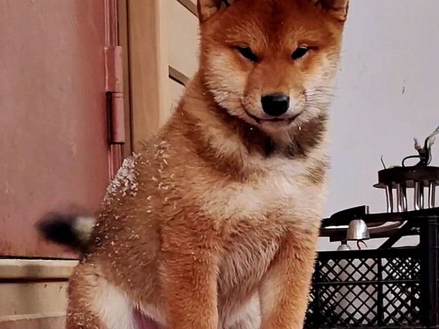 Сиба ину маленький самурайчик