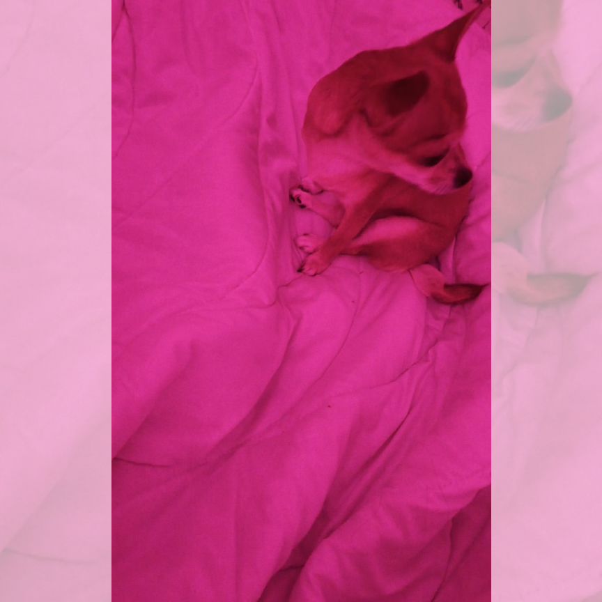 Чихуахуа, взрослая собака