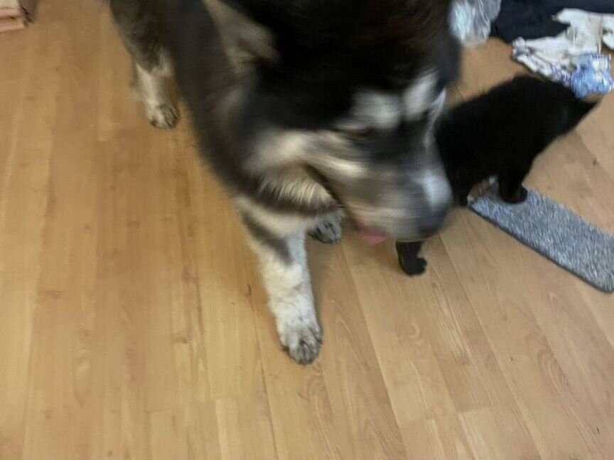 Аляскинский маламут