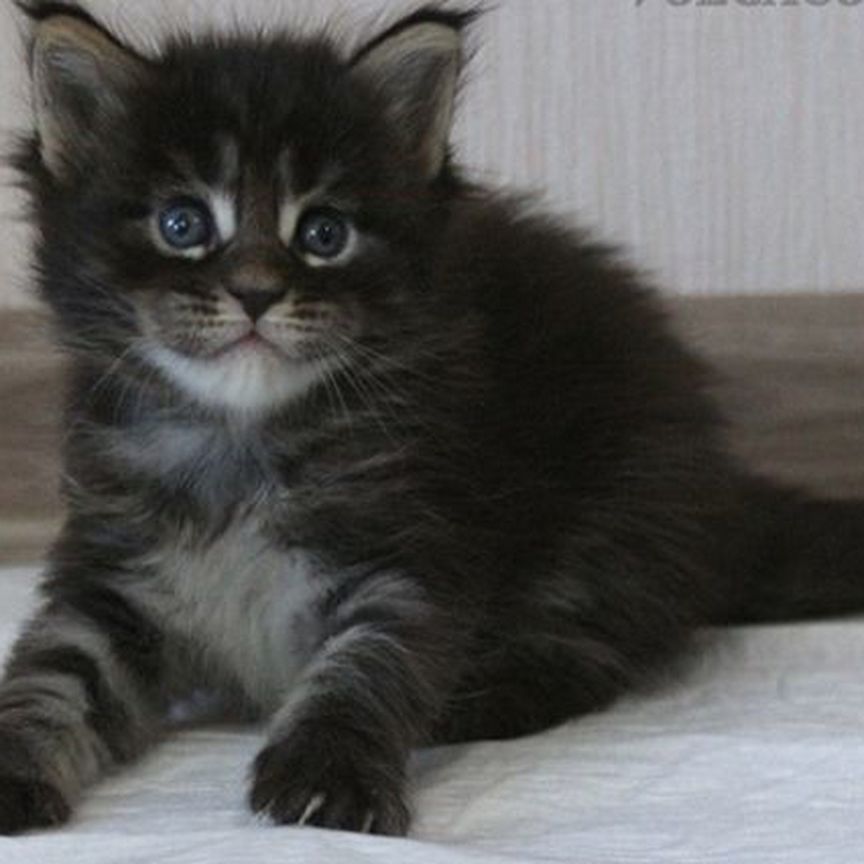 Котята Мэйн Кун