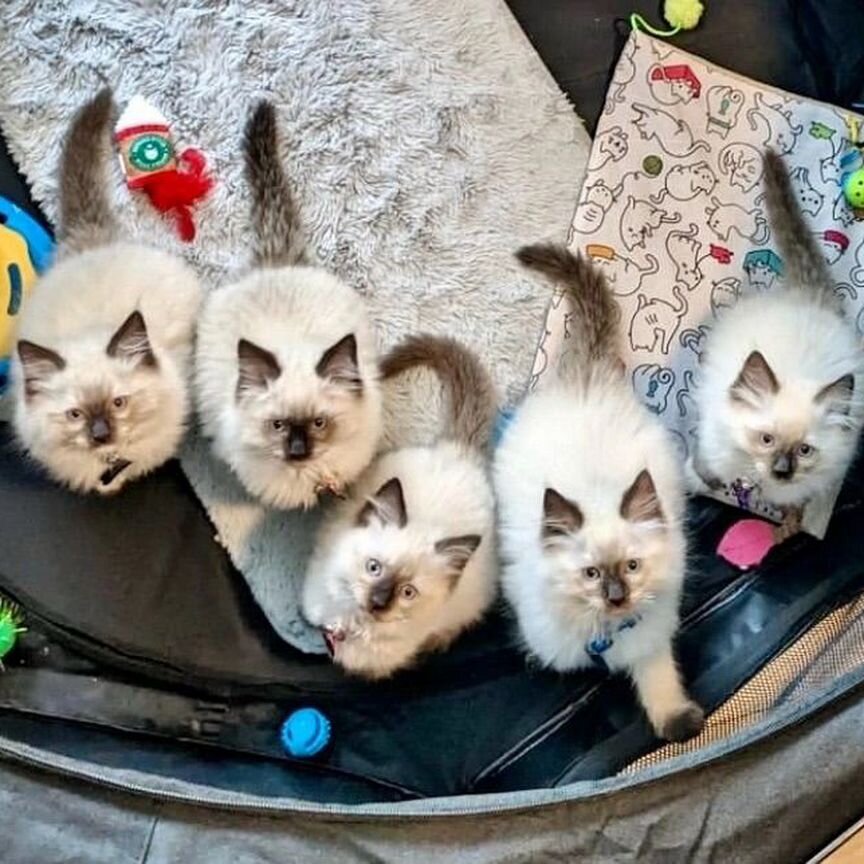 Ragdoll девочки для Вас