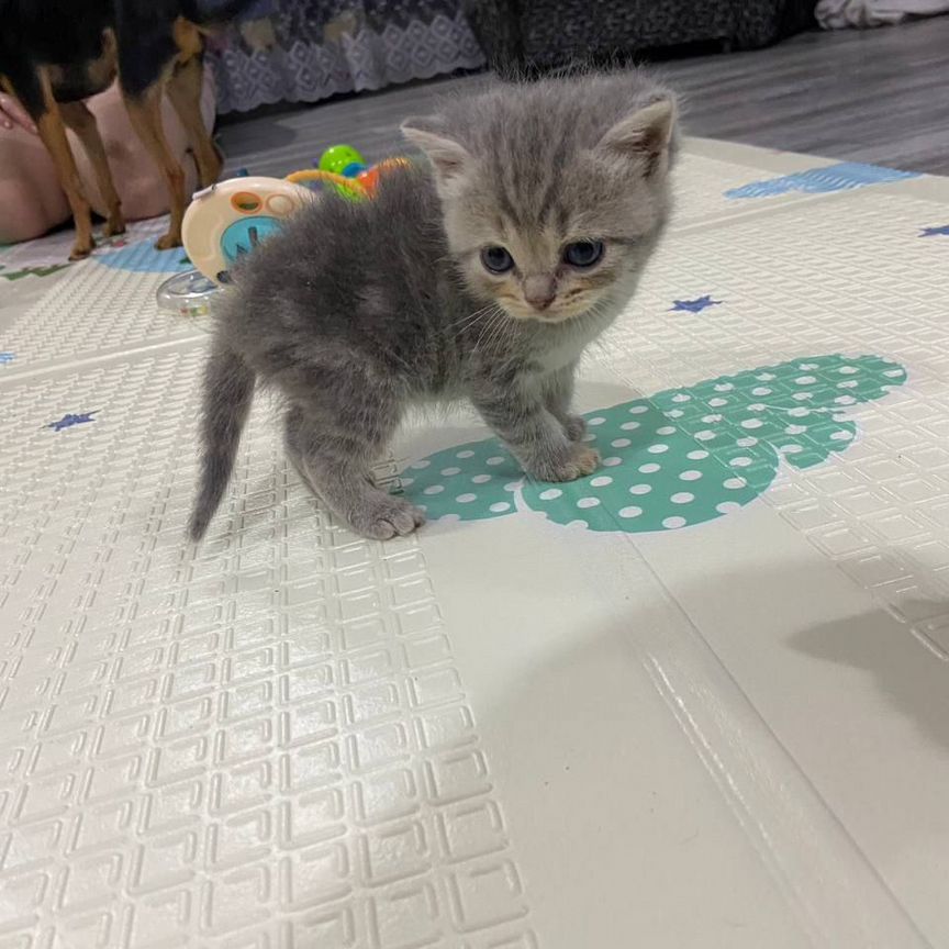 Котятки в добрые руки