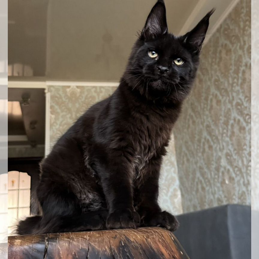 Мейн-кун котёнок