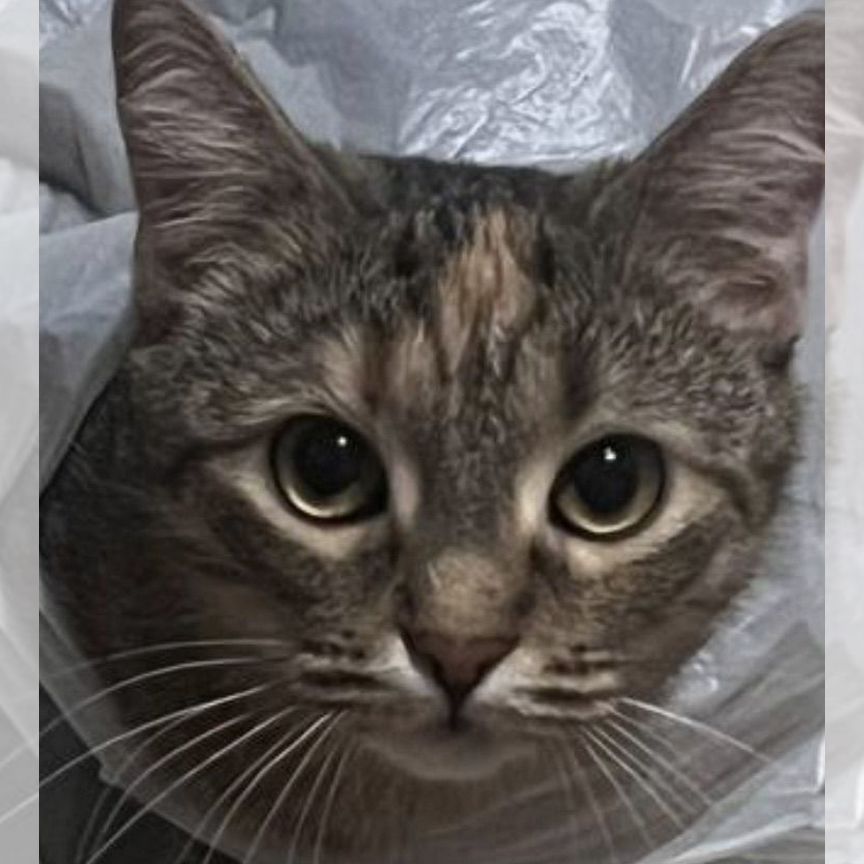 Взрослая, кошка в добрые руки