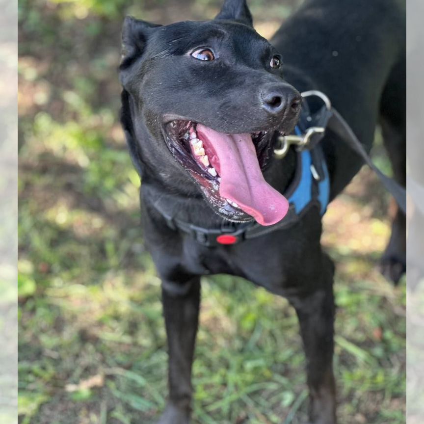 Взрослая собака в добрые руки